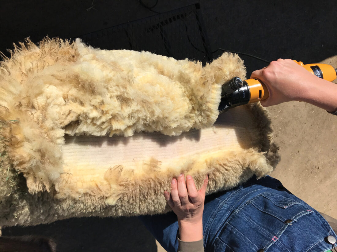 Sheep Shearing for Beginners - Grit